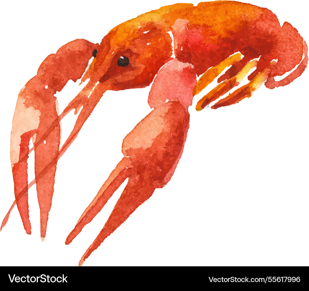 Watercolor painted crayfish hand drawn fresh Vector Image