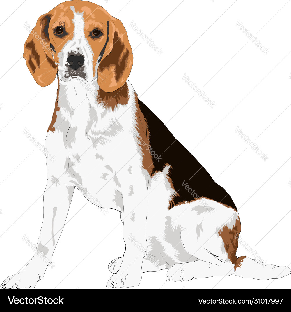 Beagle dog Royalty Free Vector Image - VectorStock