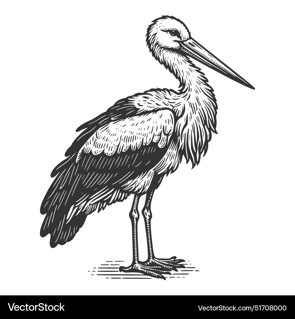 Stork engraving sketch Royalty Free Vector Image