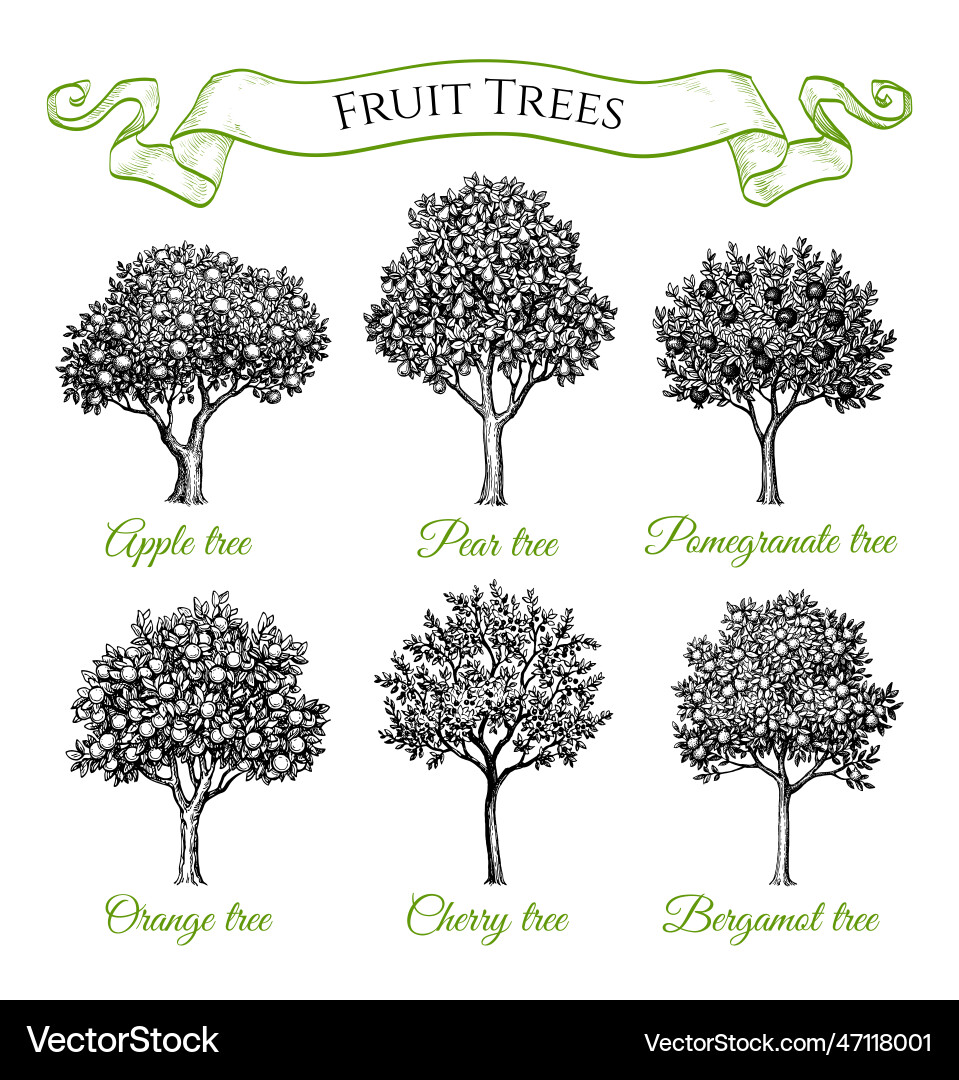 Fruit trees set Royalty Free Vector Image - VectorStock