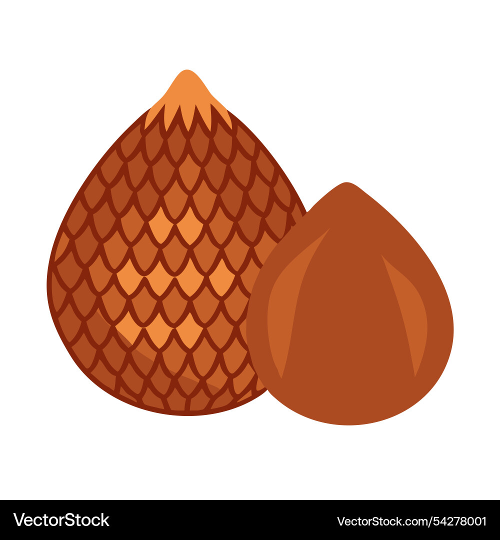 Salak snake fruit icon fruits Royalty Free Vector Image