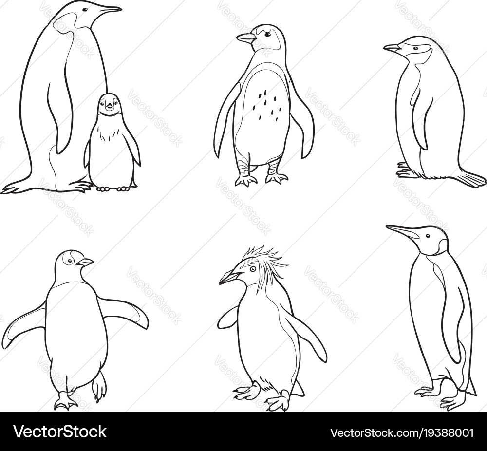 Set of different penguins in outlines Royalty Free Vector
