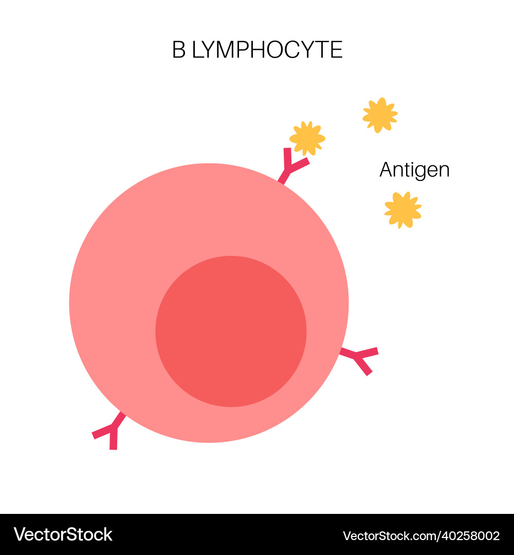 B cell lymphocyte Royalty Free Vector Image - VectorStock