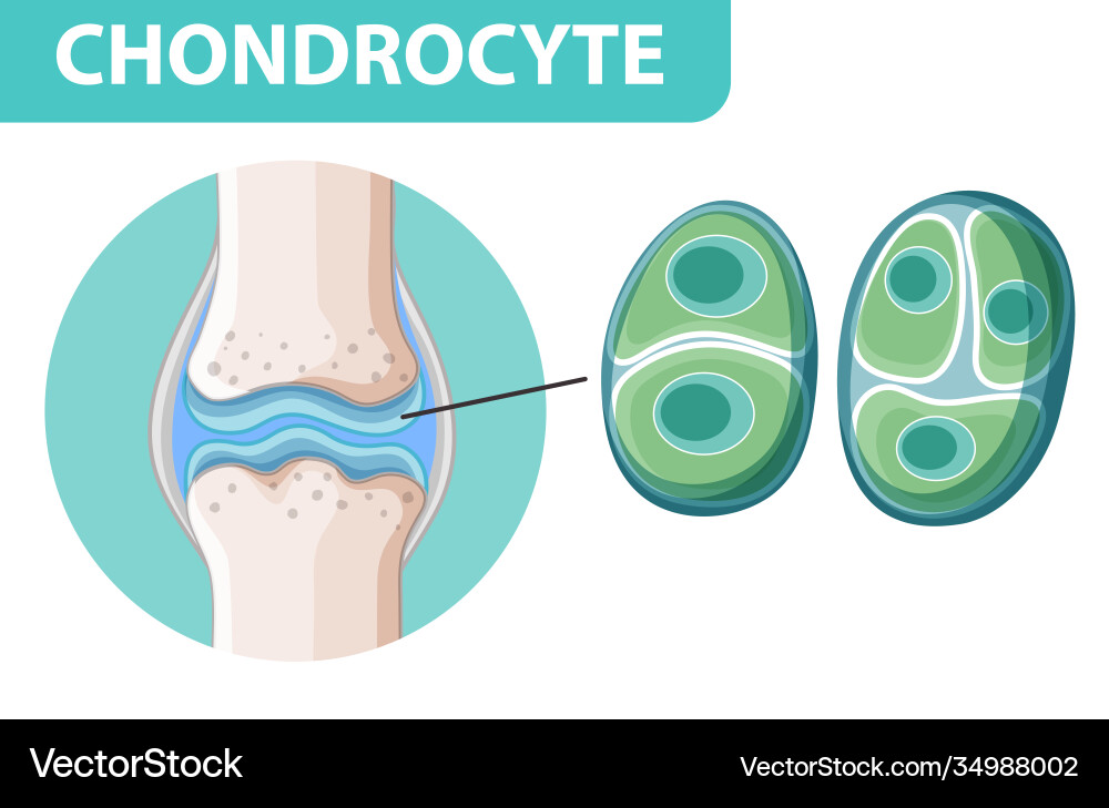 Informative poster chondrocyte Royalty Free Vector Image