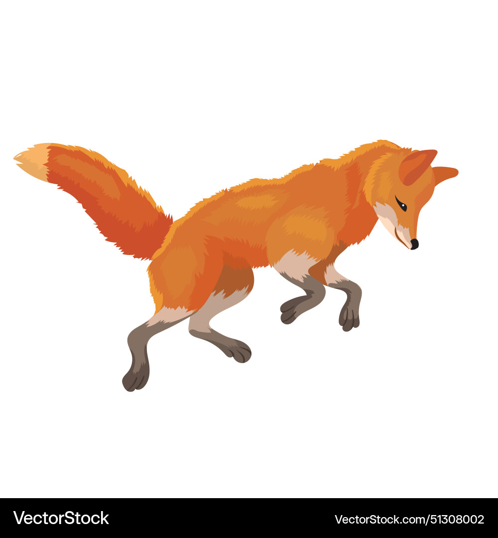 Red fox in jump hunts for prey Royalty Free Vector Image