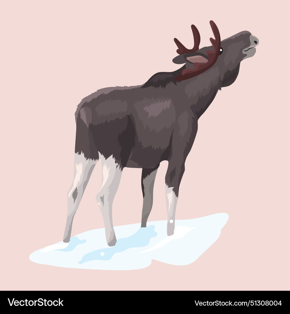 Elk stands iwith his head raised horns Royalty Free Vector