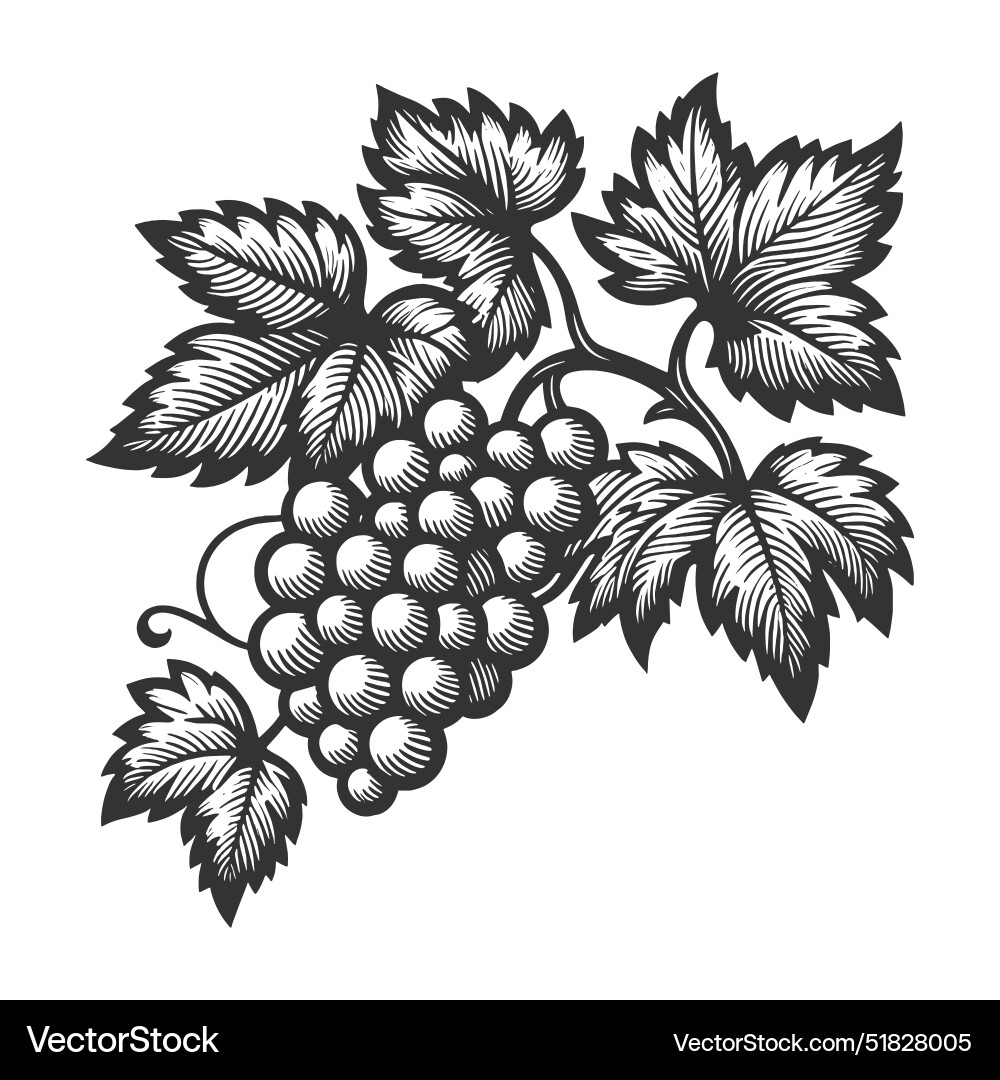 Grapes and vine leaves line art engraving Vector Image