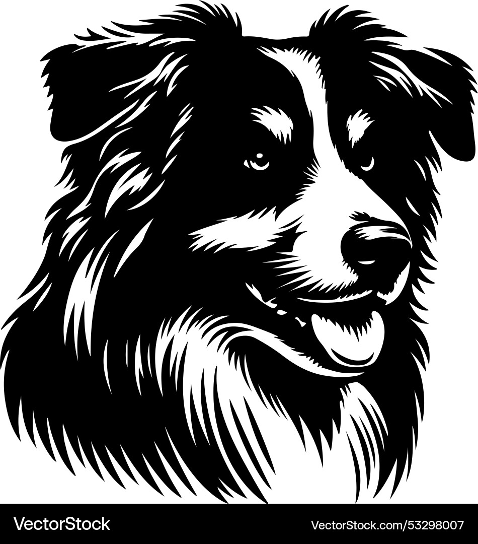 Australian shepherd silhouette white background Vector Image