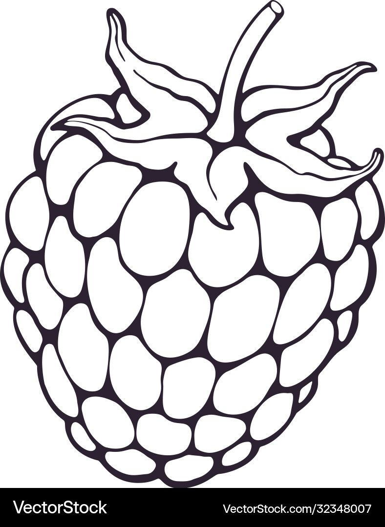 Hand drawn doodle blackberry or raspberry Vector Image