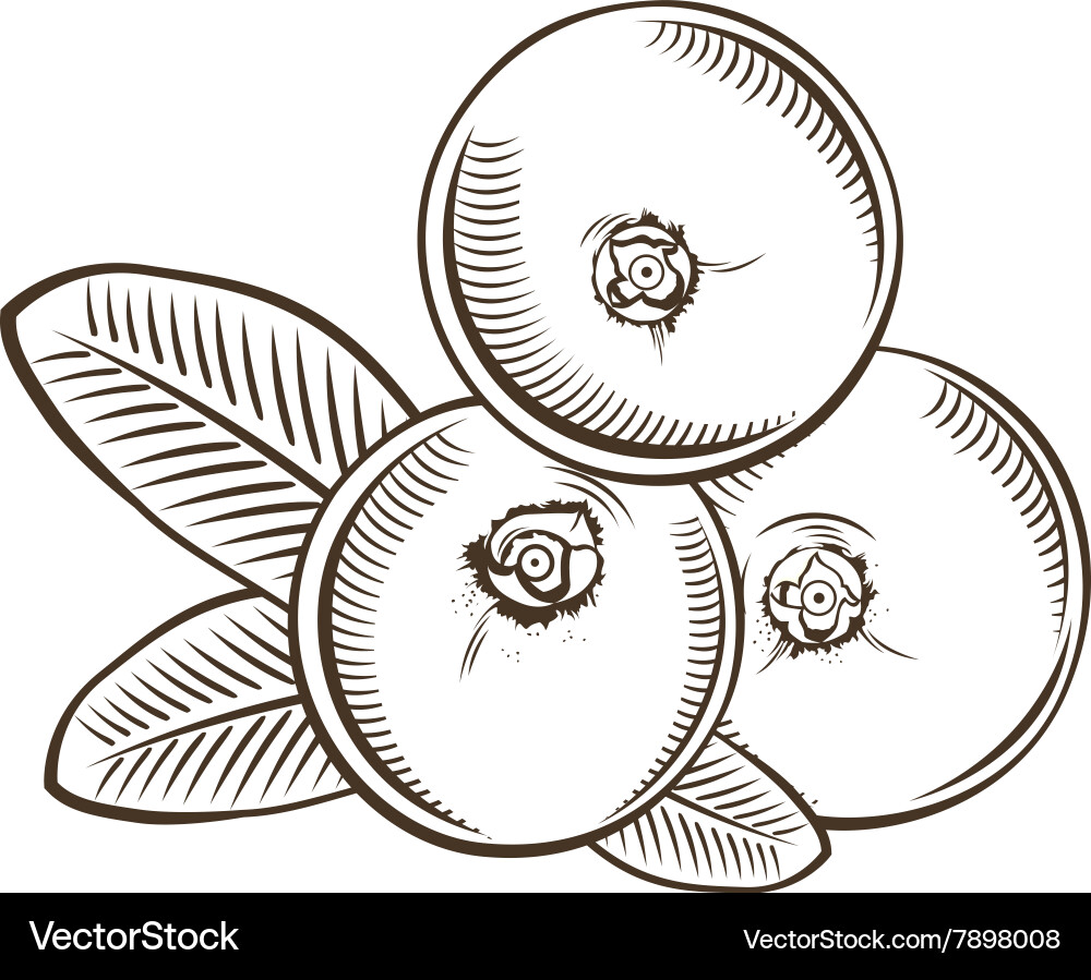 Cranberry in vintage style line art Royalty Free Vector