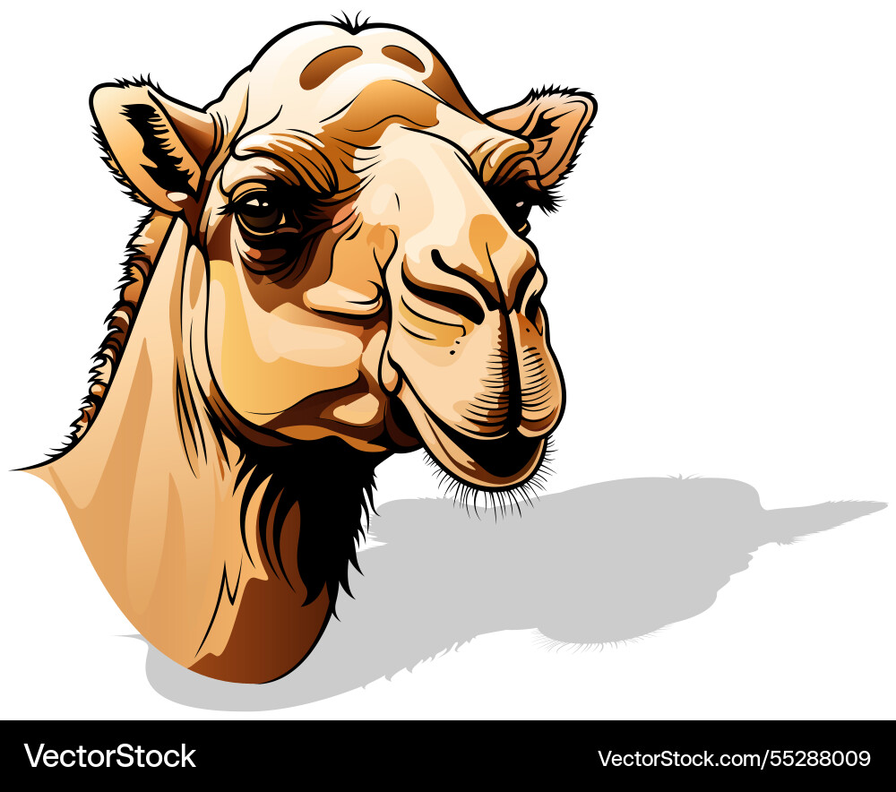 Camel head Royalty Free Vector Image - VectorStock