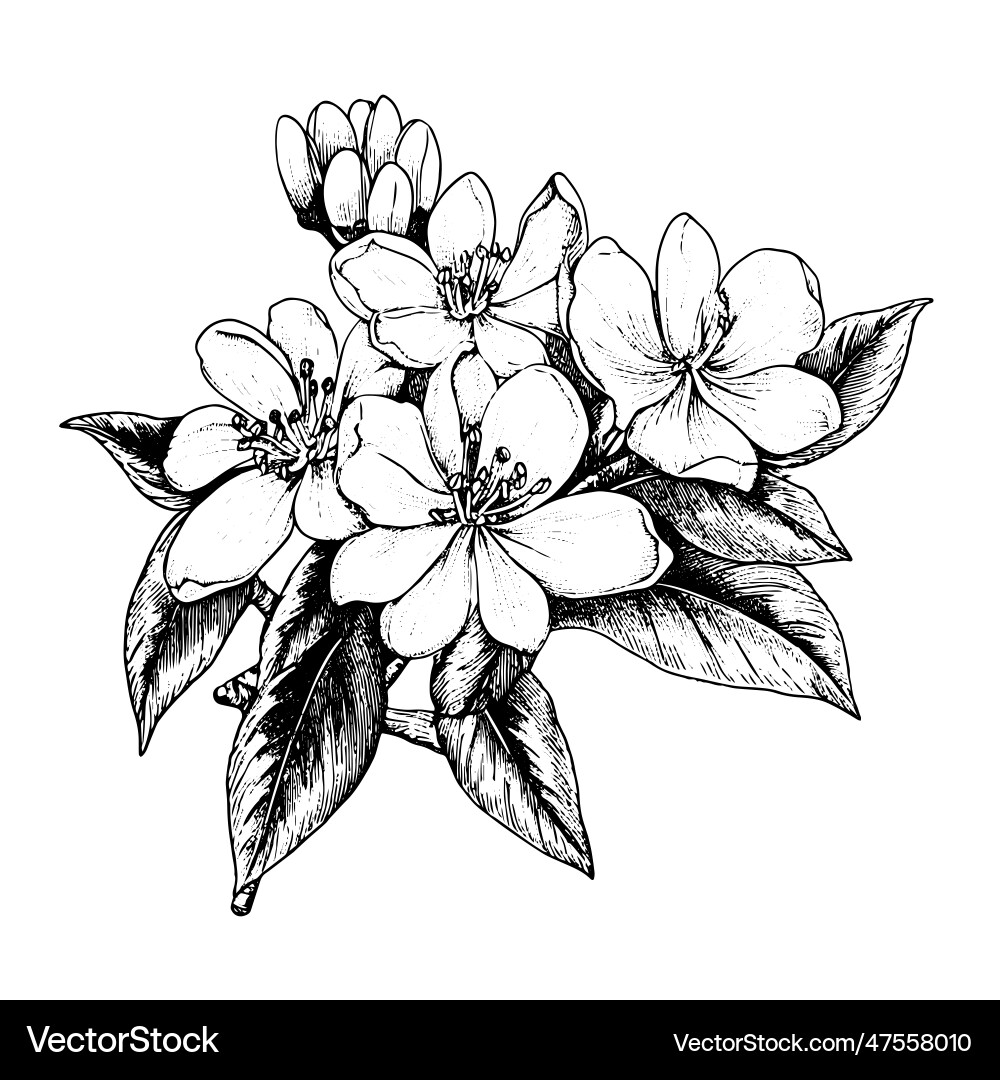 Jasmine drawing isolated hand drawn engraved style