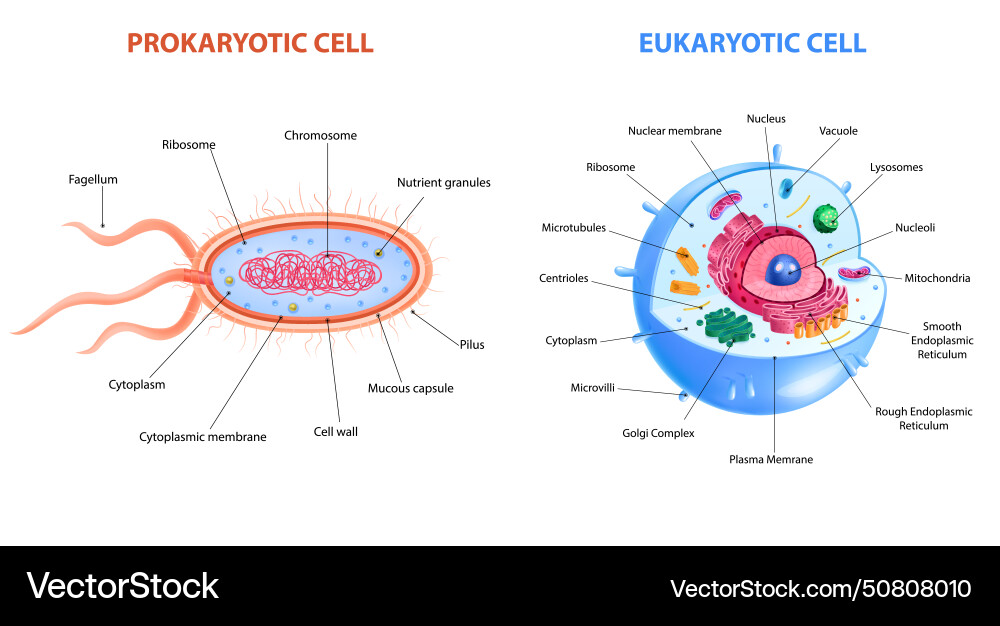 Realistic cells anatomy Royalty Free Vector Image