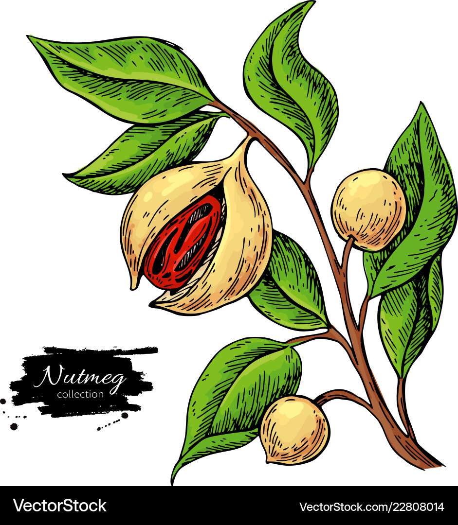 Nutmeg plant branch drawing botanical Royalty Free Vector