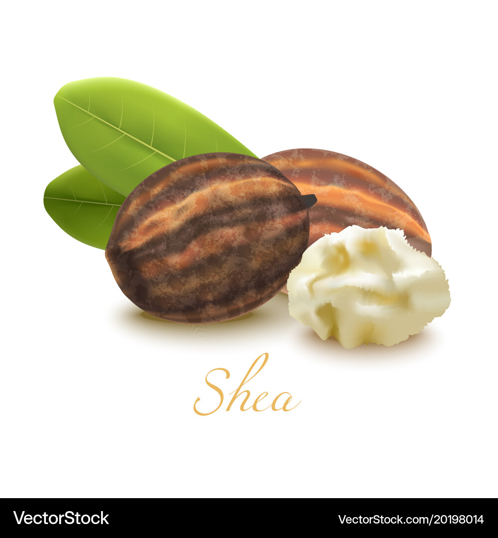 Shea Butter Tree Vector Images (over 130)