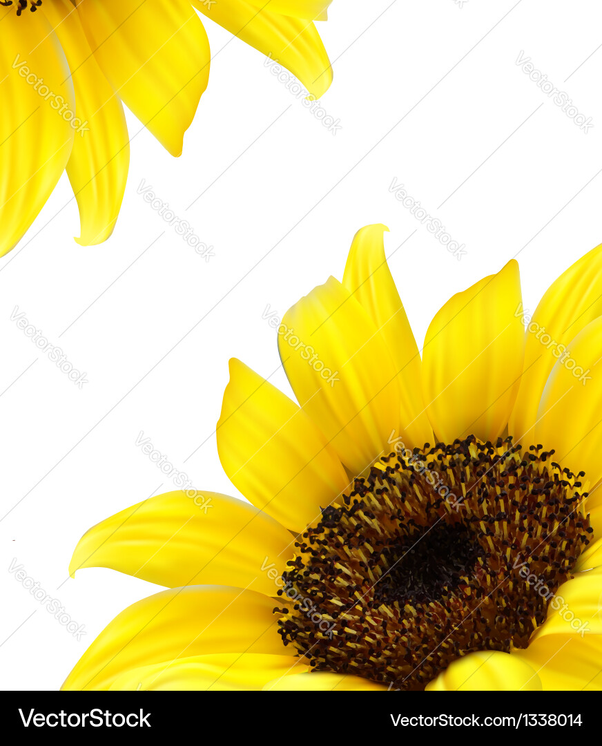 Yellow Sunflower Background Royalty Free Vector Image