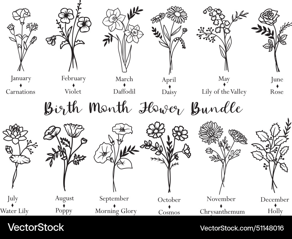 Birth month flower Royalty Free Vector Image - VectorStock