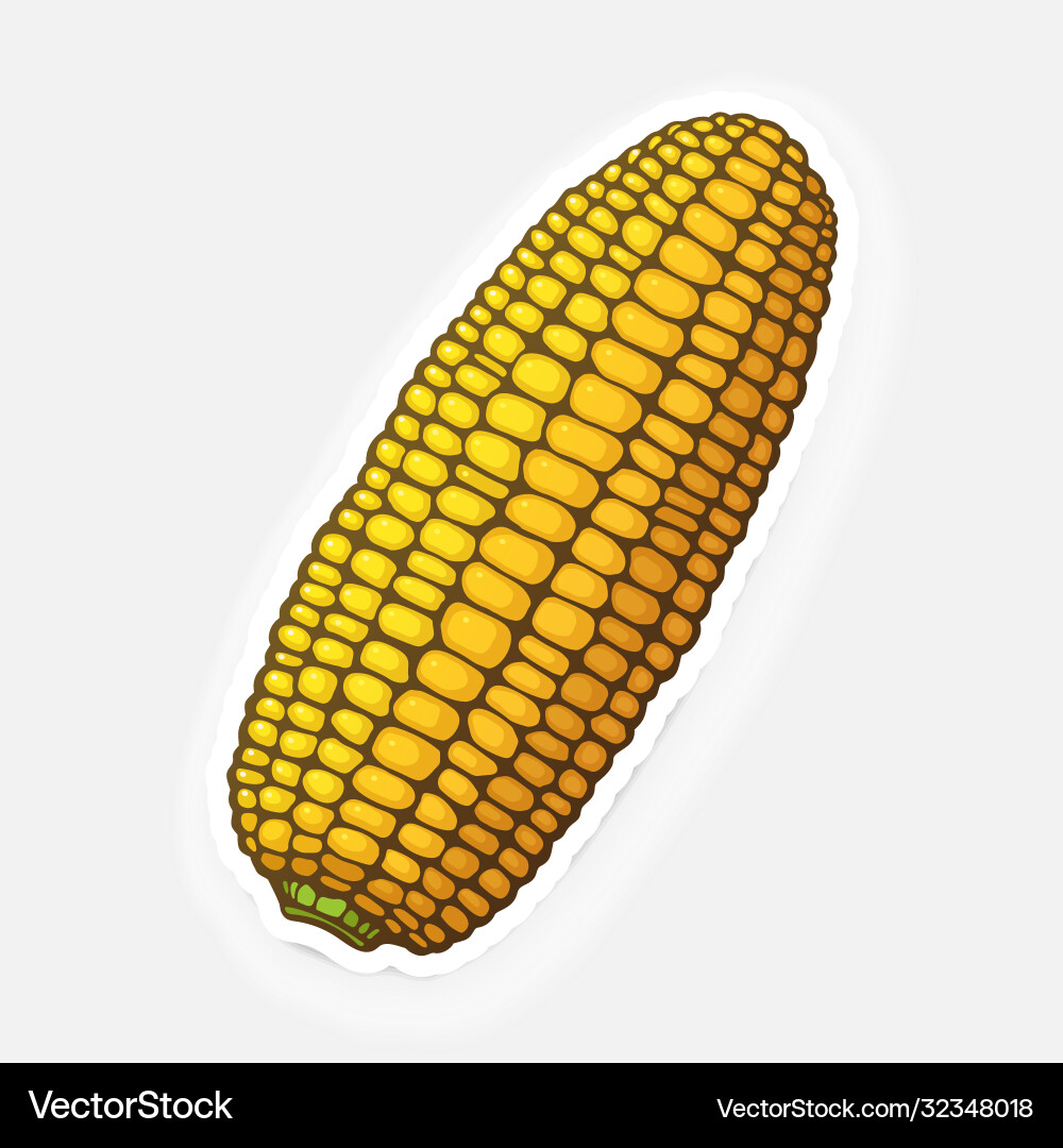 Corn cob without leaves healthy vegetarian food Vector Image