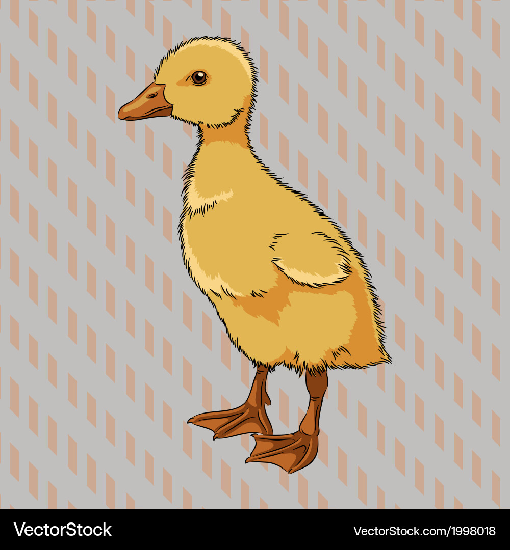 Realistic duckling side view Royalty Free Vector Image