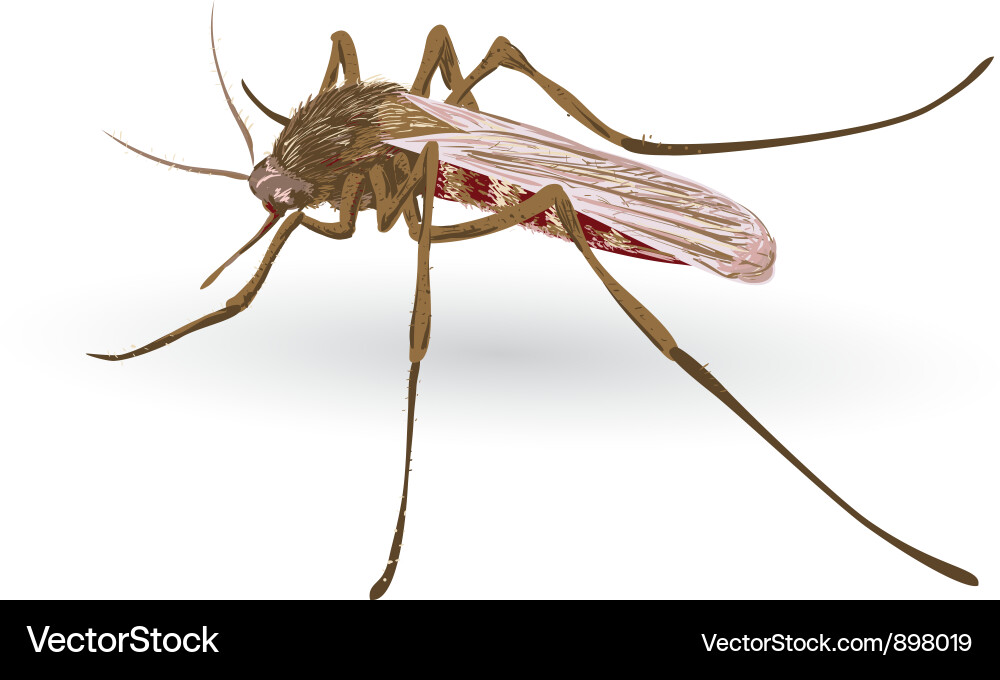 Close-up Mosquito Royalty Free Vector Image - VectorStock