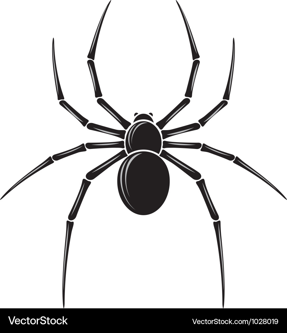 Spider Royalty Free Vector Image - VectorStock