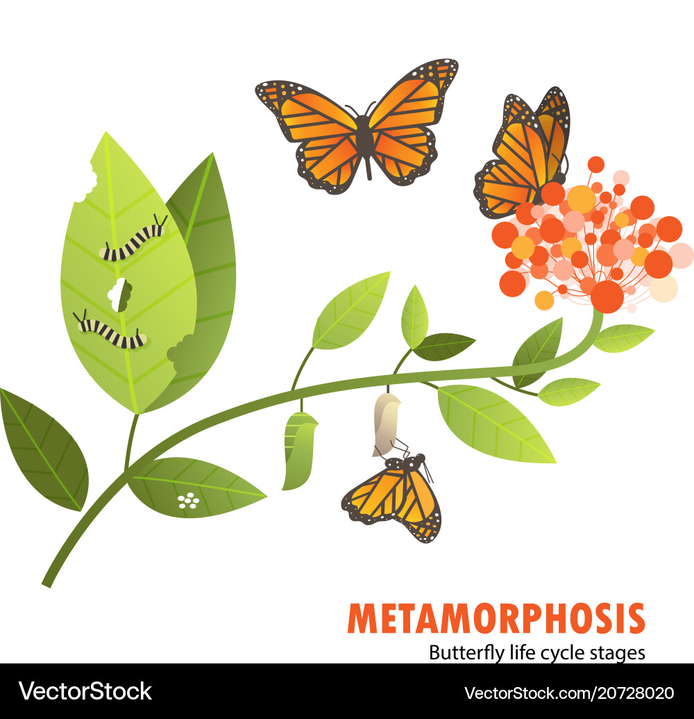 Butterfly life cycle metamorphosis Royalty Free Vector Image