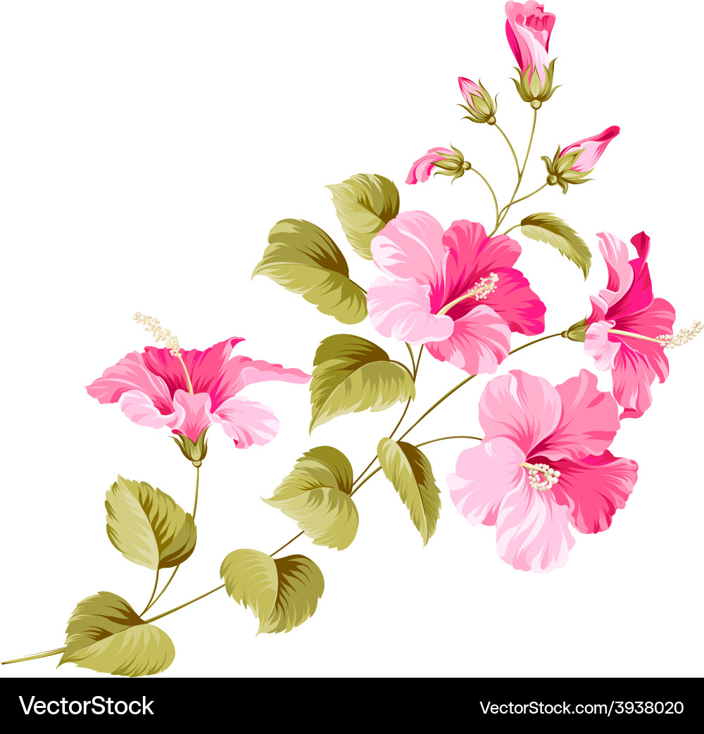Hibiscus Flower Royalty Free Vector Image - VectorStock