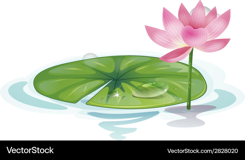 Lotus Royalty Free Vector Image - VectorStock
