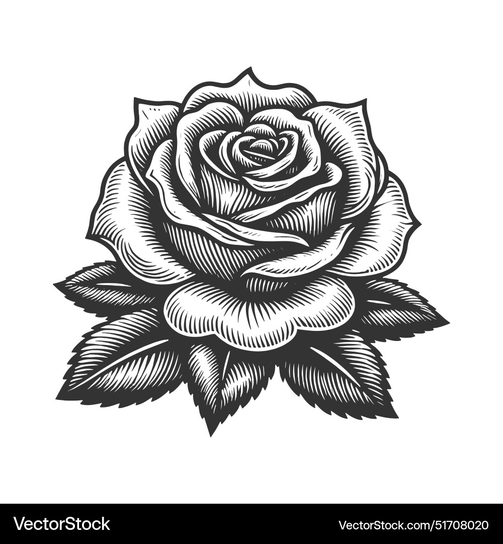 Rose engraving sketch Royalty Free Vector Image