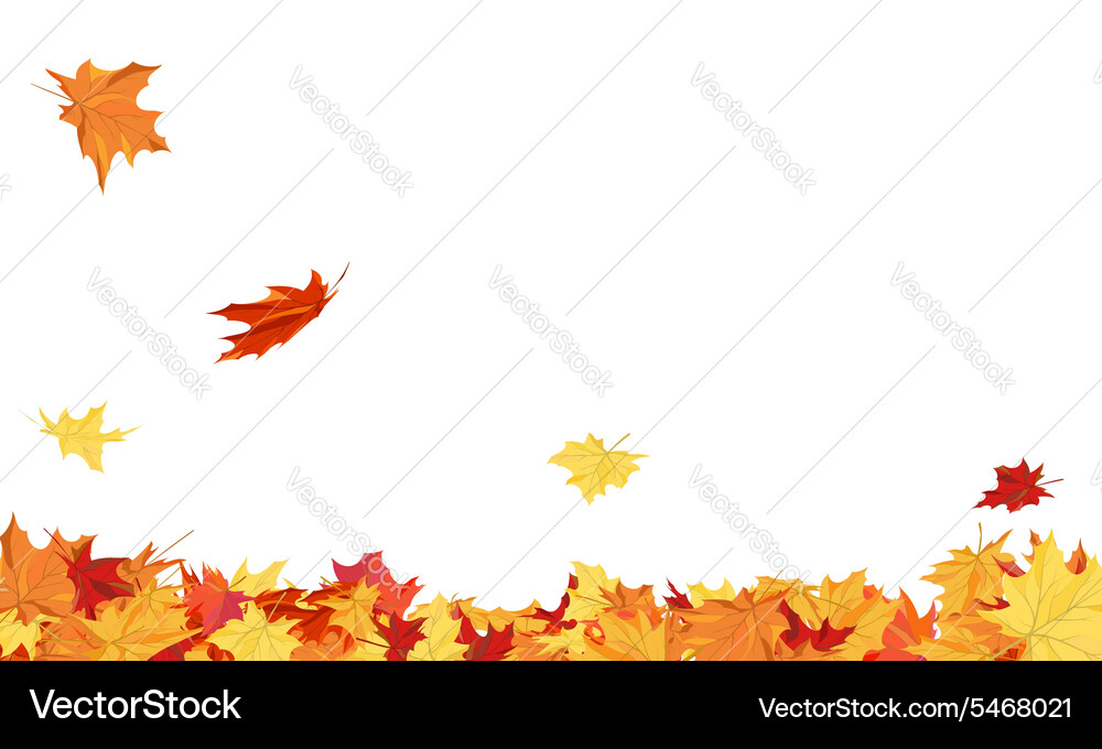 Maple fall Royalty Free Vector Image - VectorStock