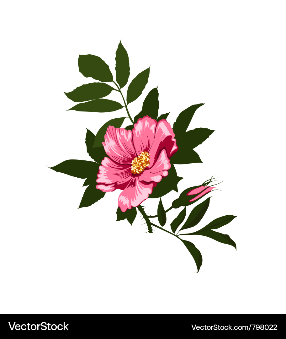 Single Wild Rose Flower Royalty Free Vector Image