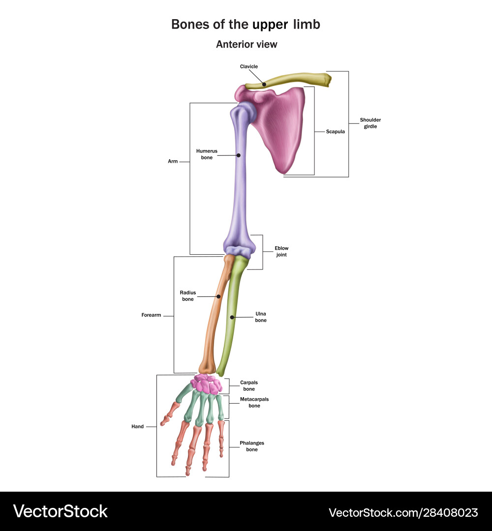 Upper Limb Bones Anatomy Chart Royalty Free Vector Image