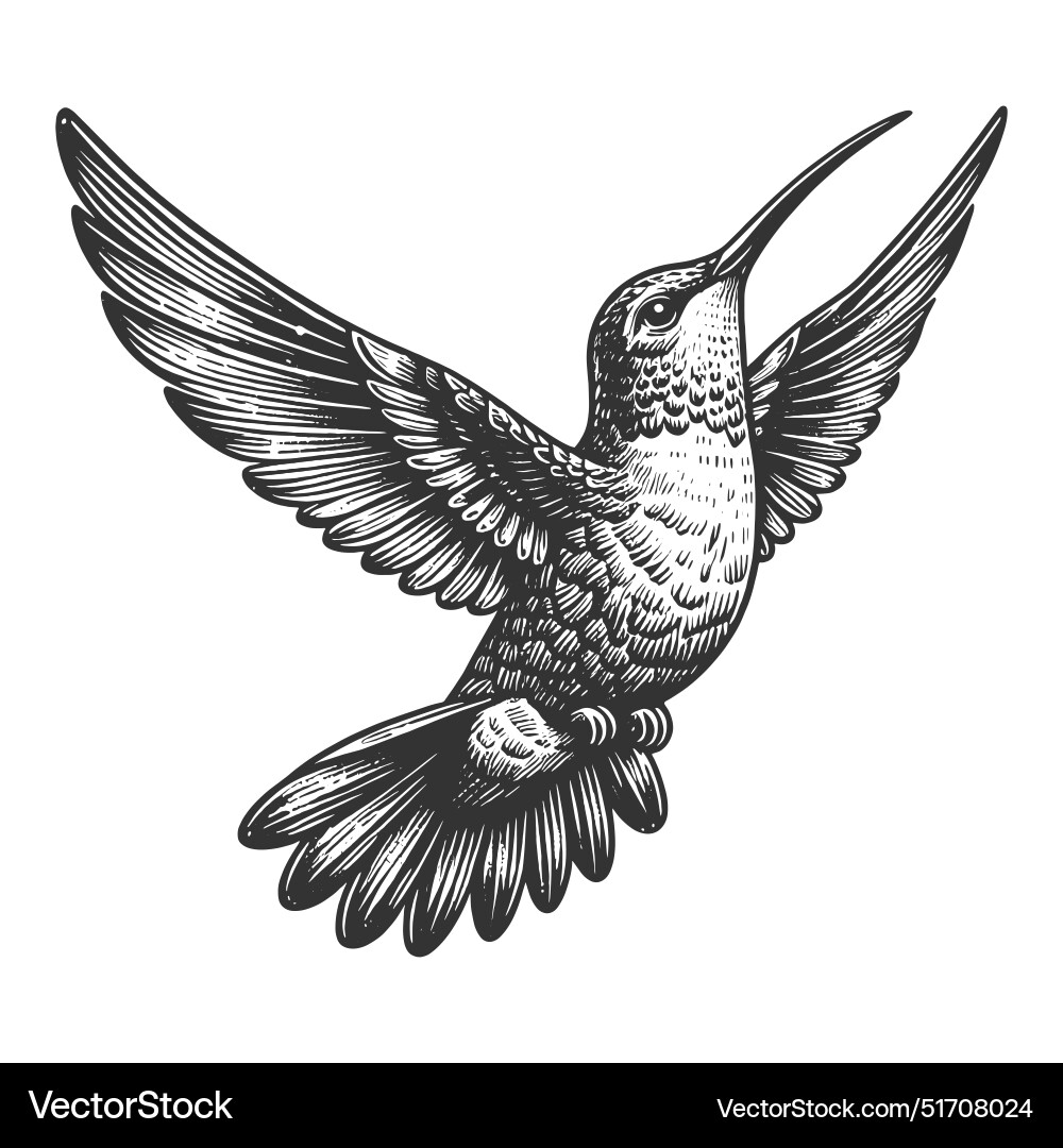 Hummingbird in flight engraving sketch Royalty Free Vector