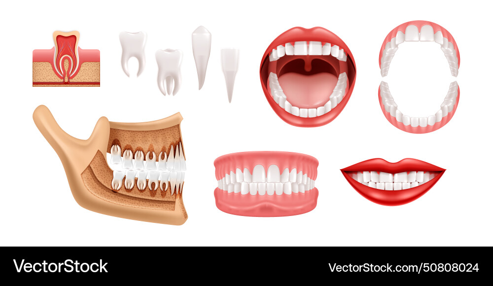 Jaws teeth realistic set Royalty Free Vector Image