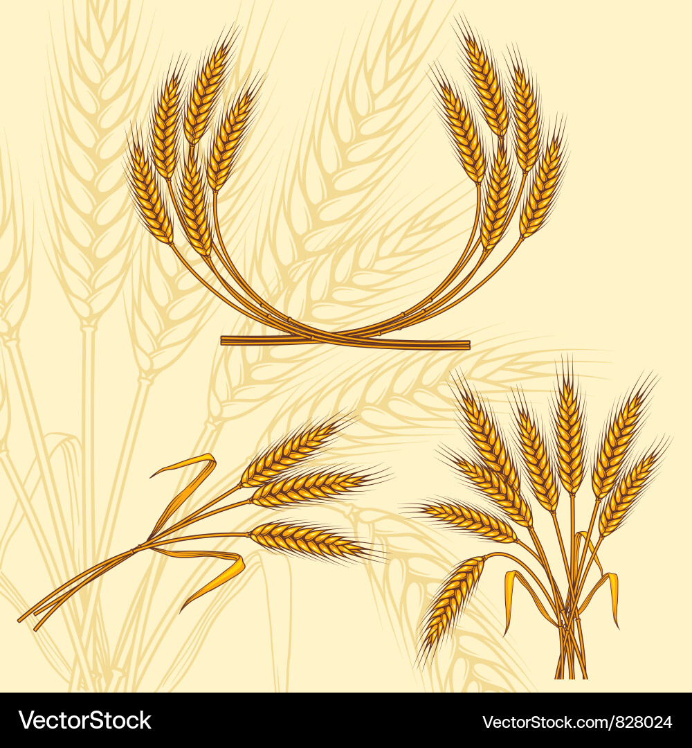 Ripe Wheat Field Background Royalty Free Vector Image