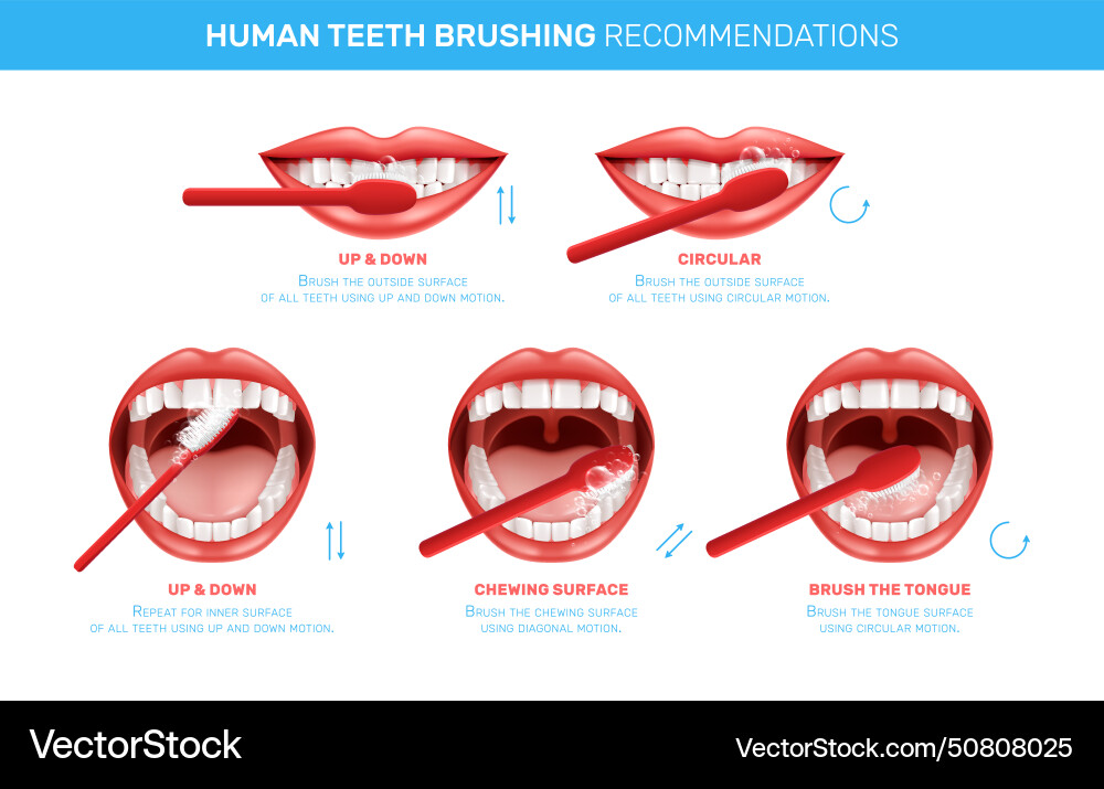 Brushing teeth realistic infographics Royalty Free Vector