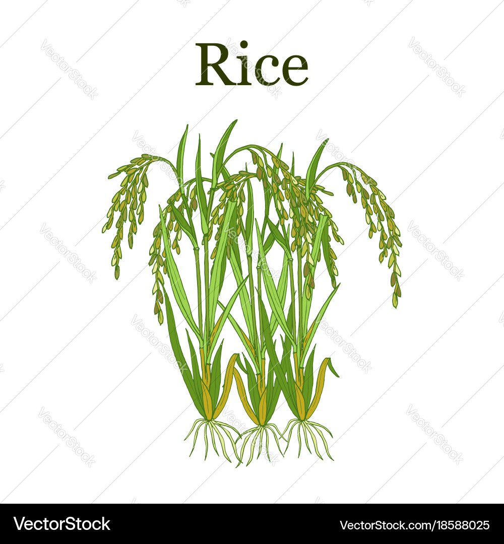 Rice plant Royalty Free Vector Image - VectorStock