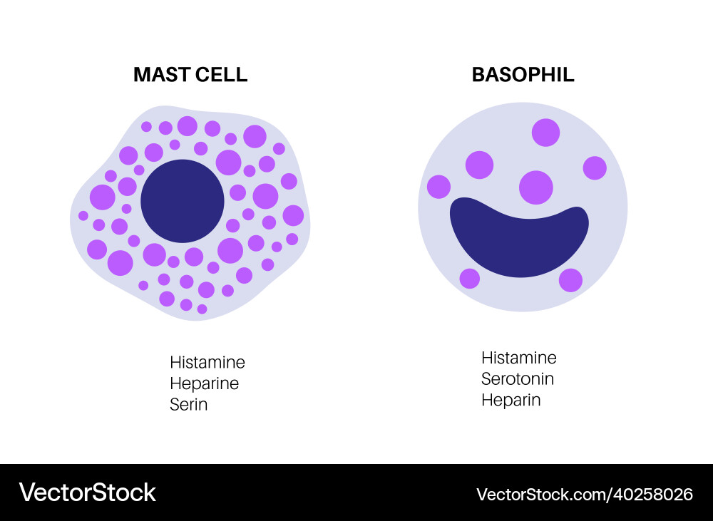 The Structure Of The Basophil Vector Illustration 1,793 White Blood