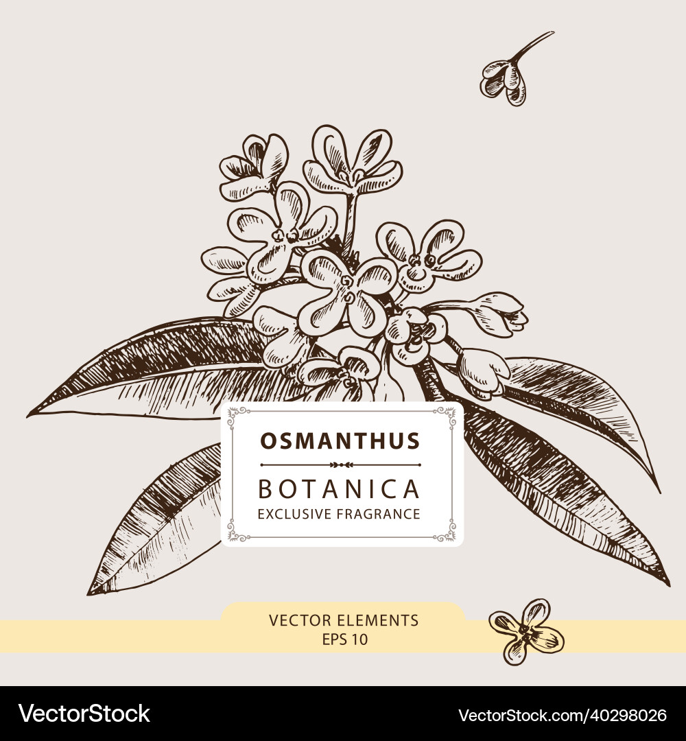 Osmanthus tea olive Royalty Free Vector Image - VectorStock