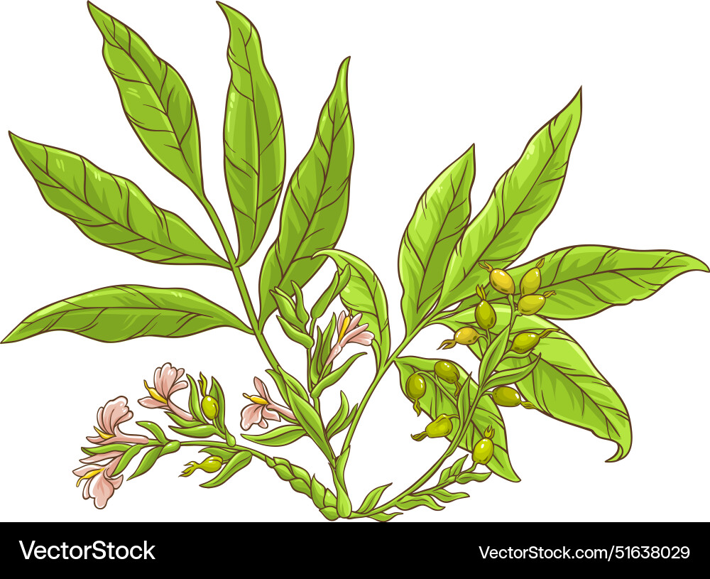 Cardamom plant colored detailed Royalty Free Vector Image