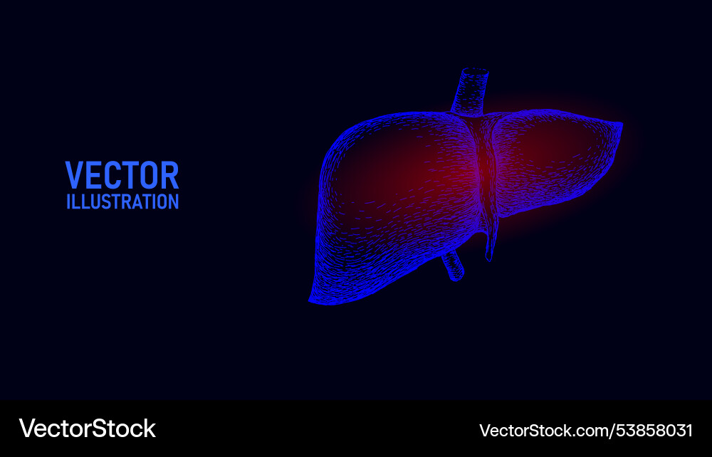 Drawing line art anatomical human liver Royalty Free Vector