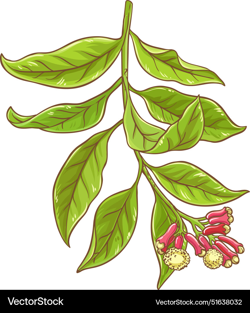 Clove branch colored detailed Royalty Free Vector Image