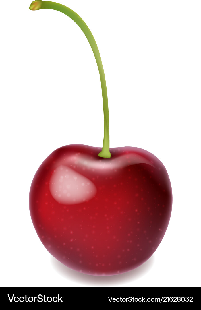 Red cherry isolated white background Royalty Free Vector