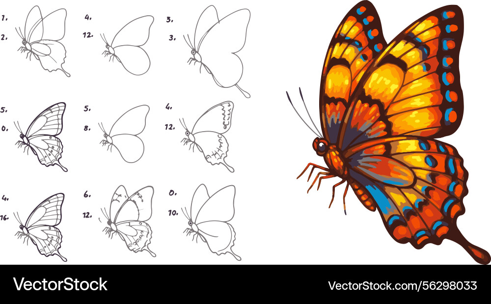 Butterfly Drawing Tutorial - Realistic Royalty Free Vector