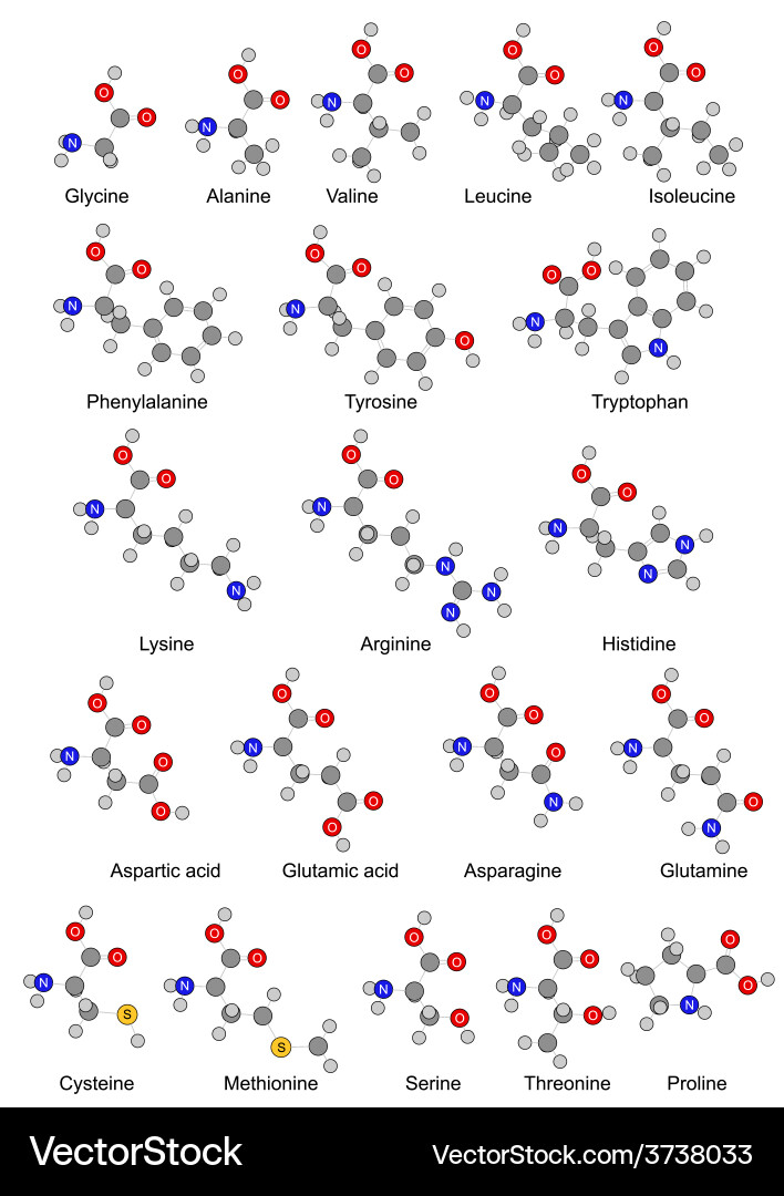 Chemical formulas of twenty basic amino acids Vector Image