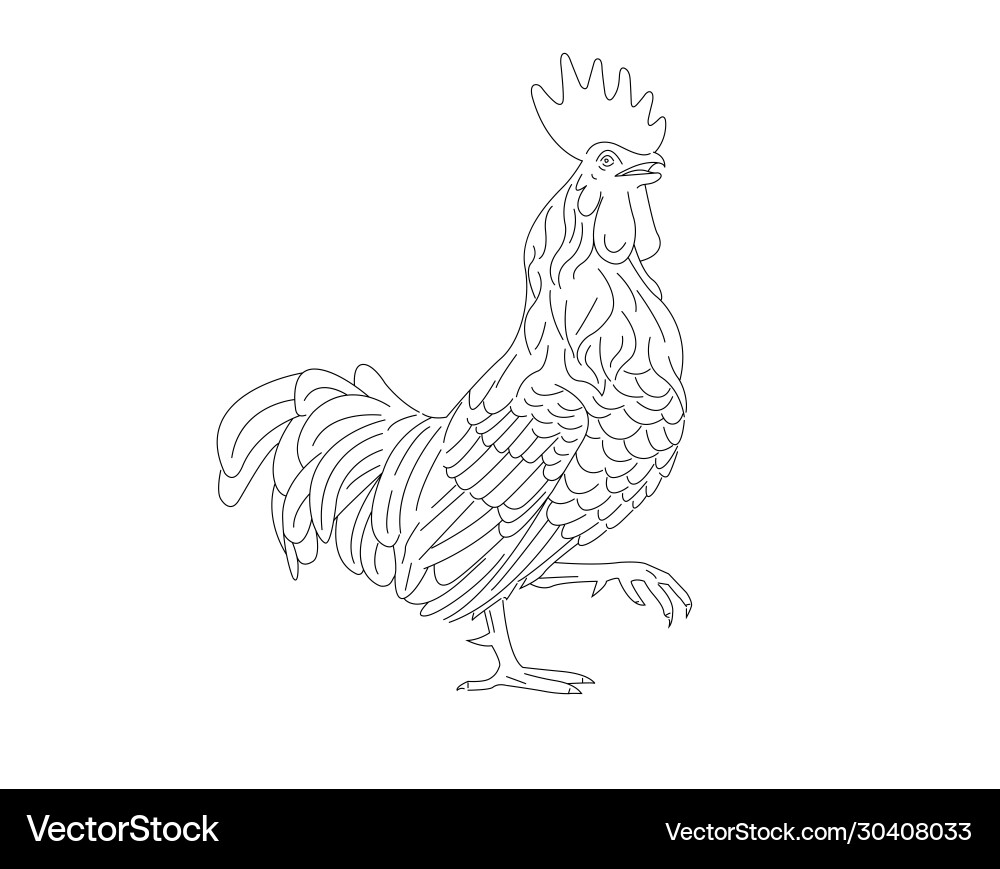 Detailed Rooster Line Art Royalty Free Vector Image