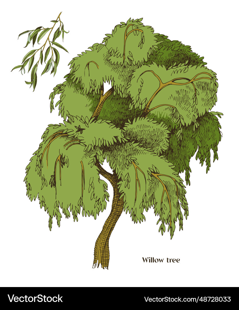 Hand drawn willow tree Royalty Free Vector Image