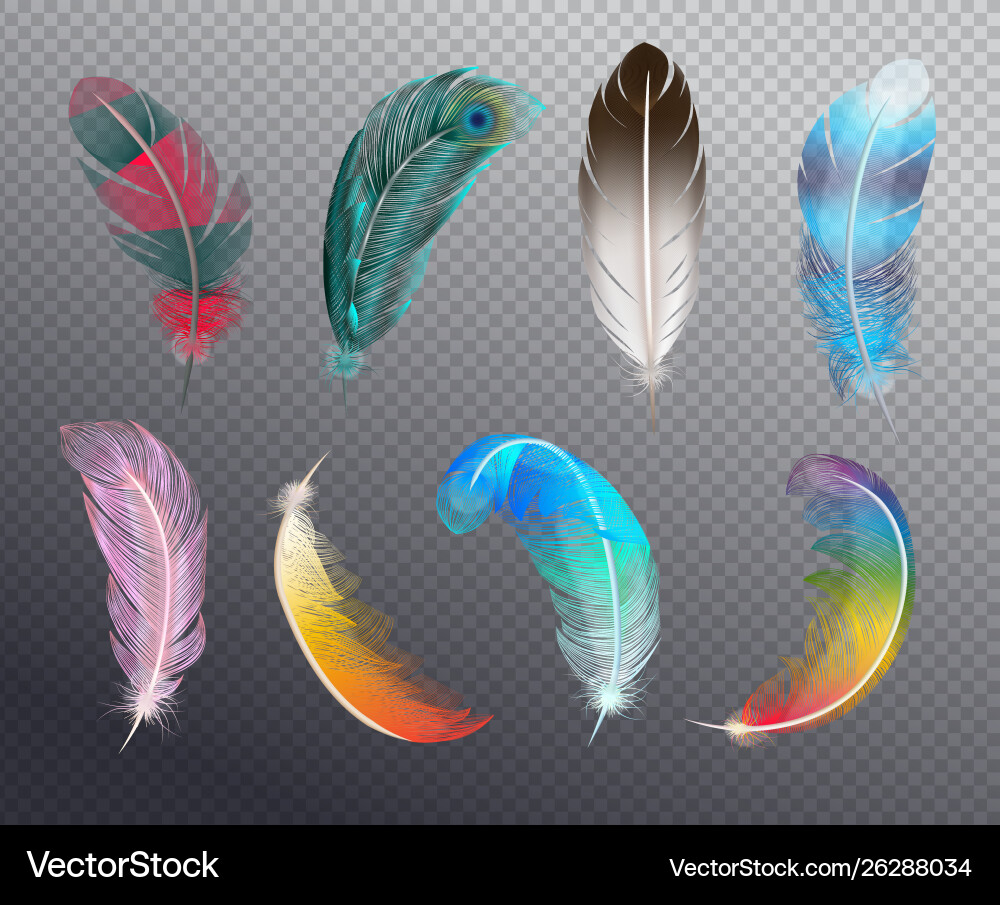 Color feathers realistic set Royalty Free Vector Image