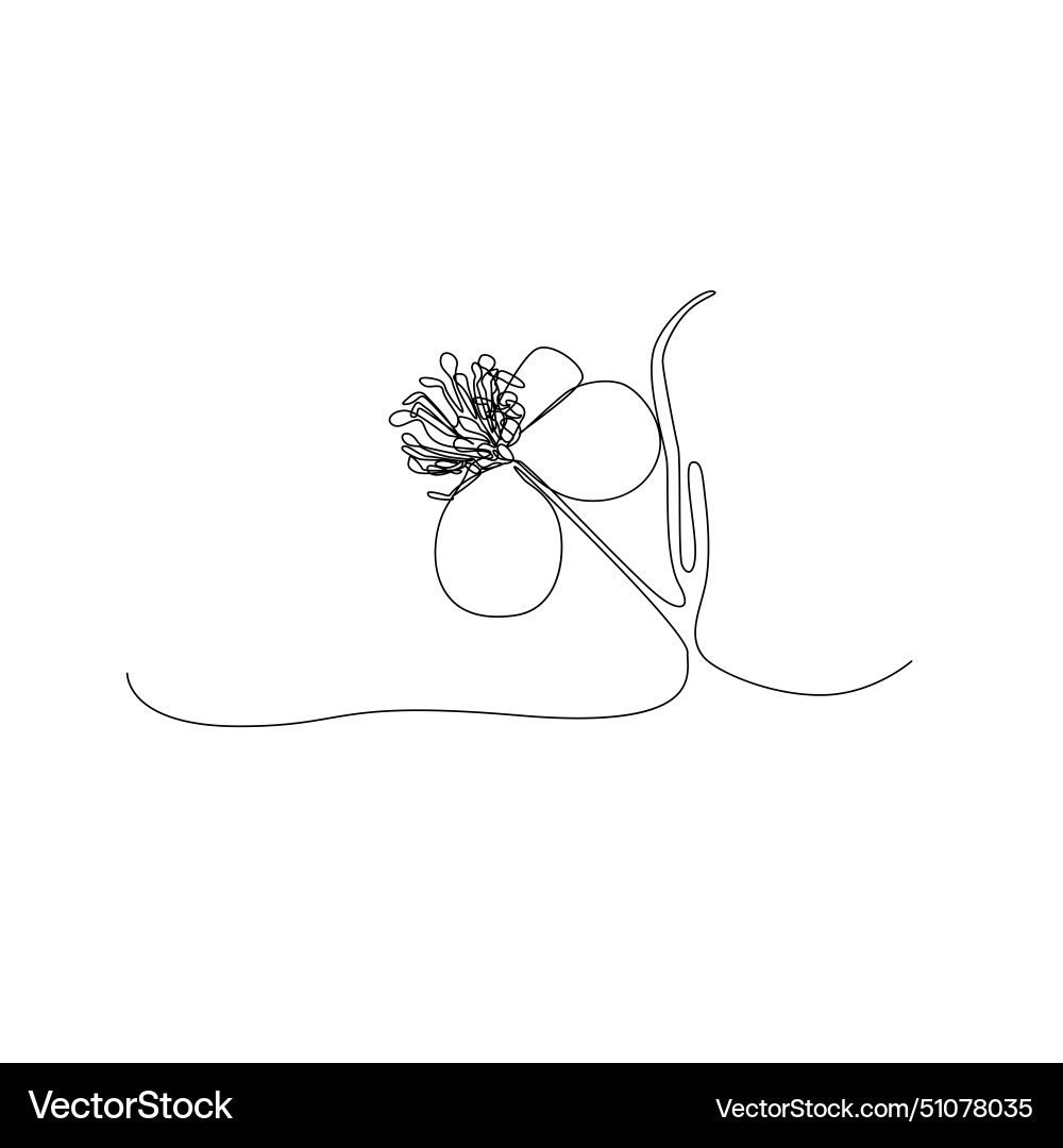 Continuous thin line celandine flower minimalist Vector Image