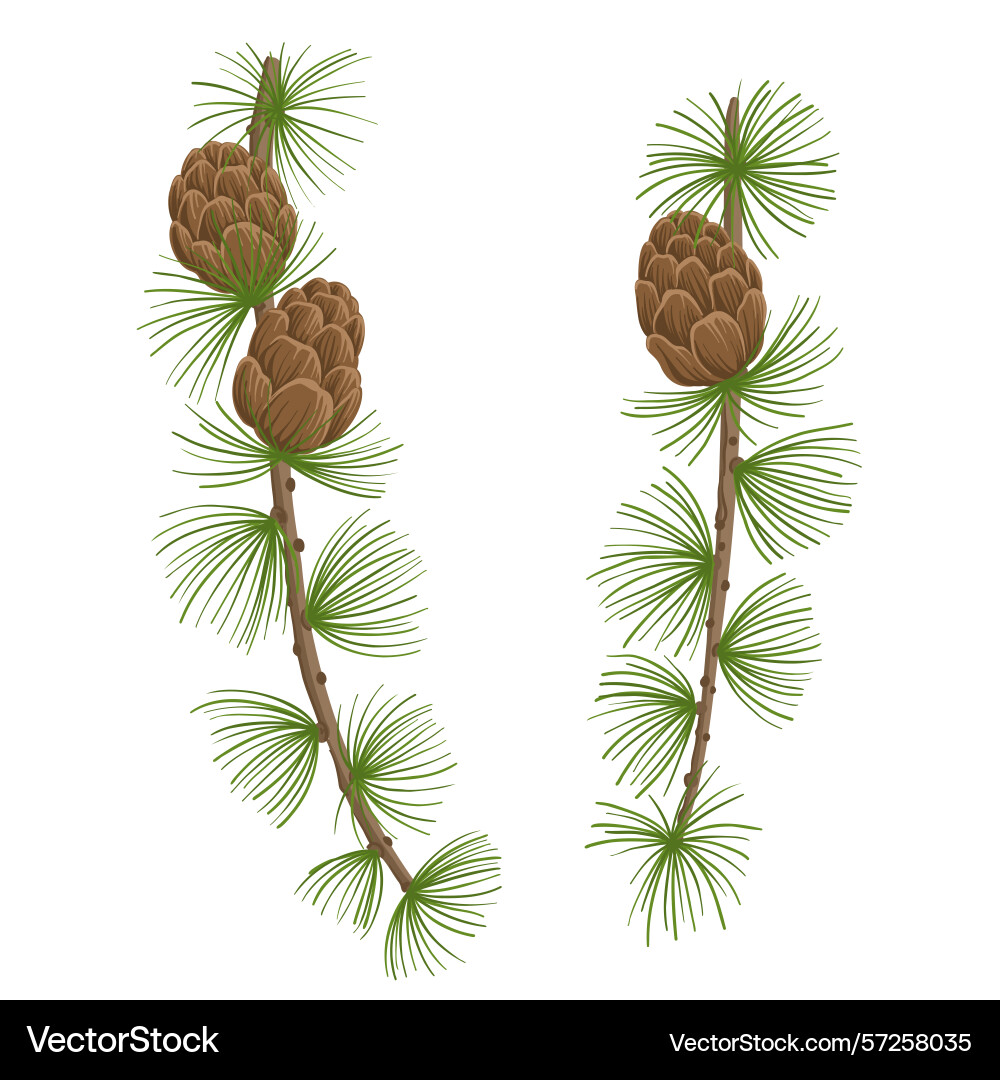 Drawing tree branch larch Royalty Free Vector Image